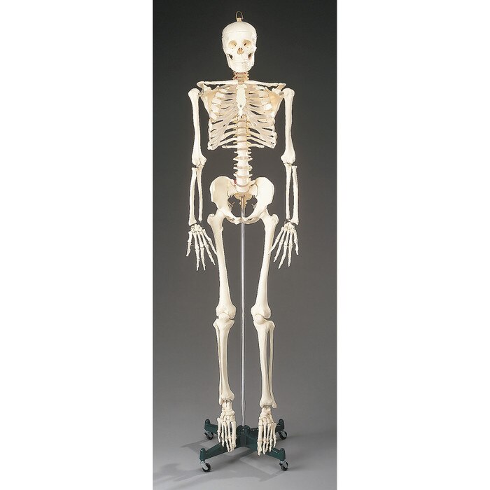 Budget Bucky Anatomical Skeleton Model | Health Edco